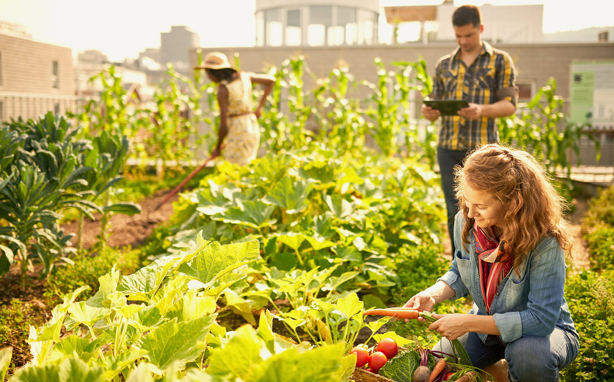 Sustainable Food Systems Graduate Certificate - Harvard Division of ...